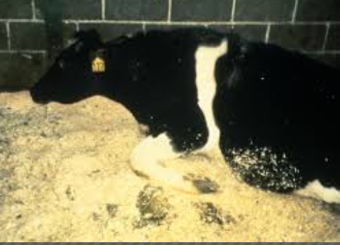 Blog Belajar Beternak: Bahayanya penyakit sapi gila pada manusia