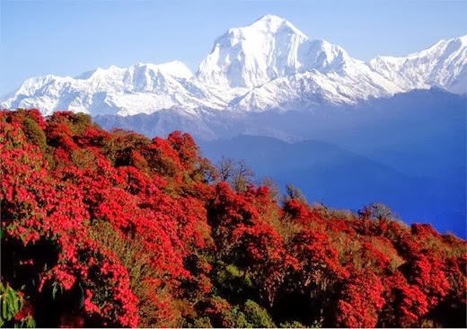 Travel Chew: Wild Rhododendron Beauty in the Himalayas of Nepal.