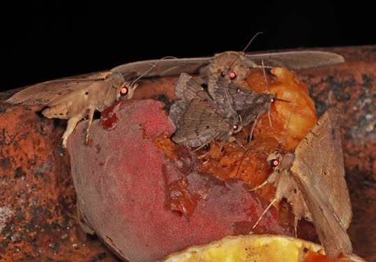 BunyipCo: Moth Feeding Frenzy