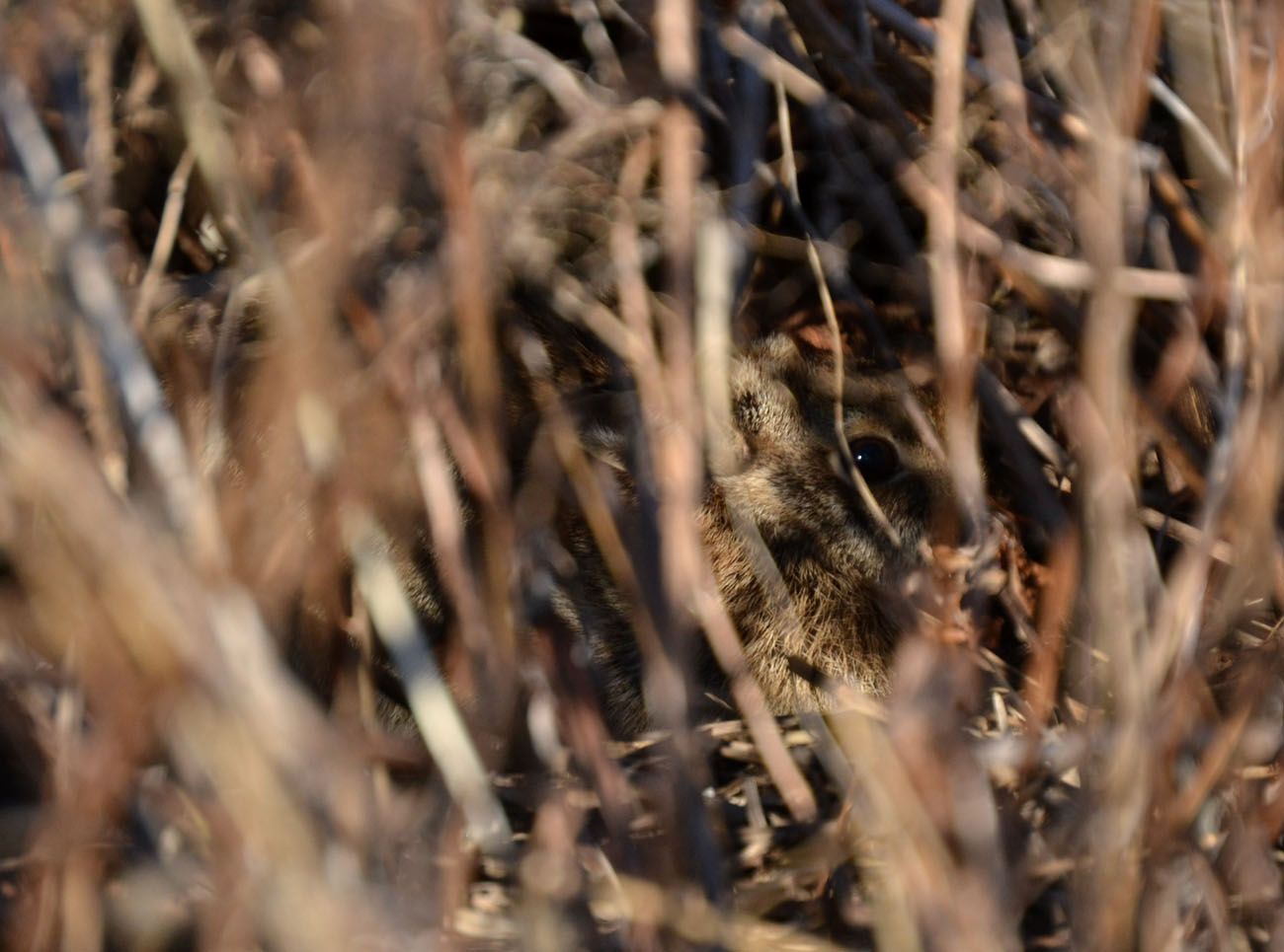 Woods Walks and Wildlife: February 2012