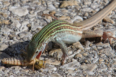 NatureWatch: Whiptails & Racerunners