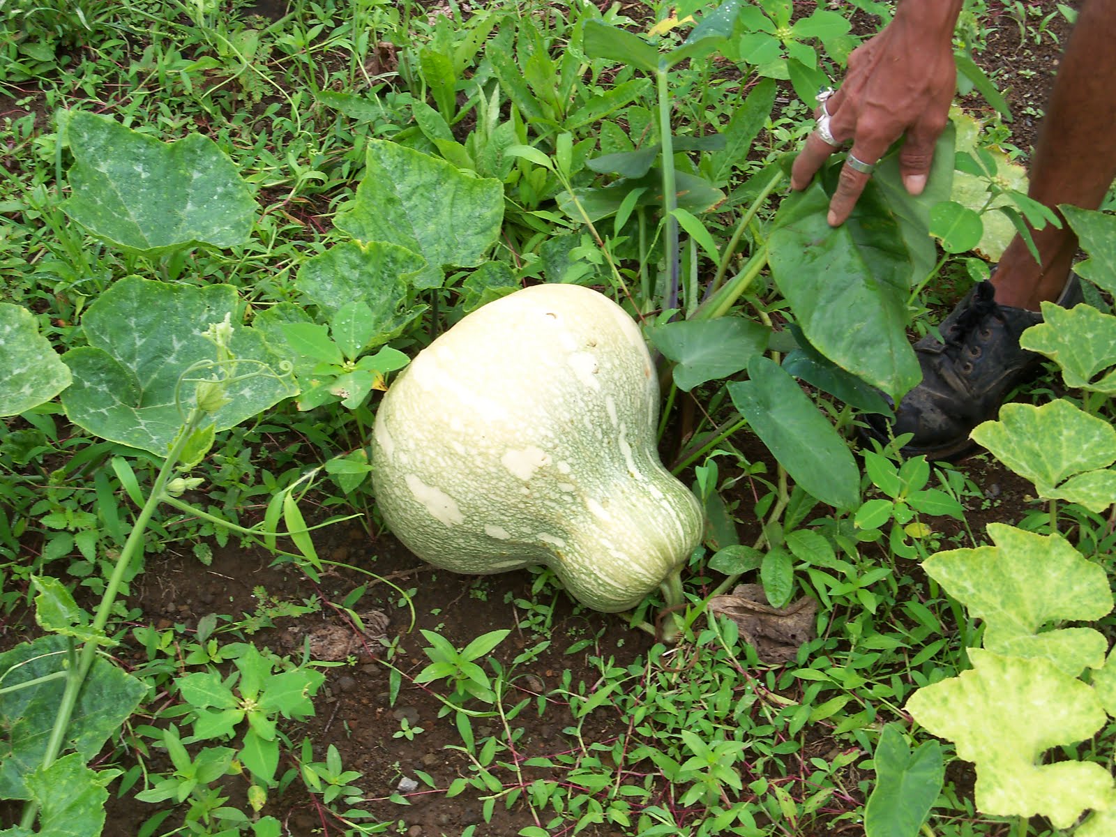 Jungle and Rainforest Art of Costa Rica: Costa Rica Kitchen Garden