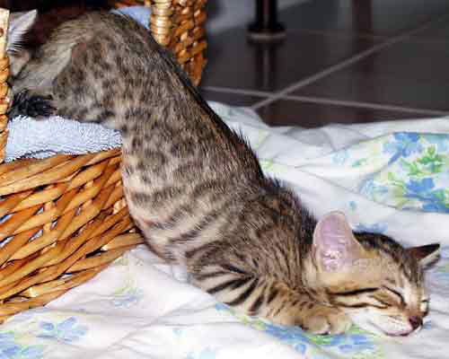 I'm so tired... | Funny Cat Pictures