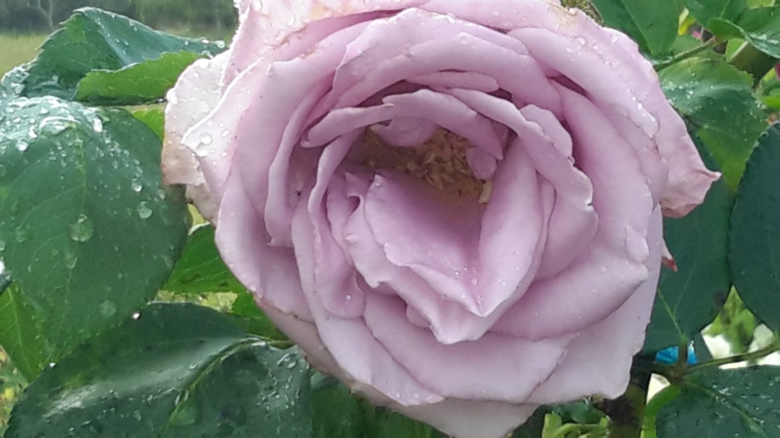 .. AT MY ROSE GARDEN - 'Edgeworth Lley', Heirloom Roses: Lemon-scented ...