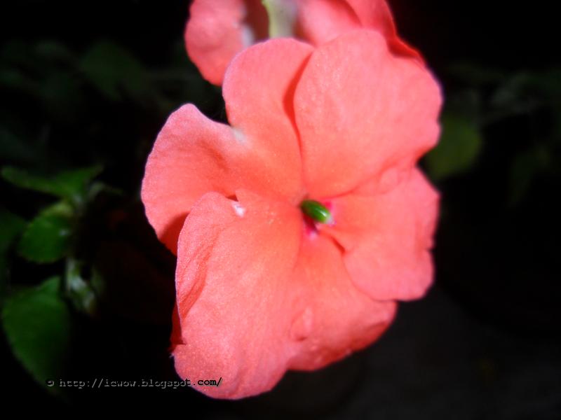 Buzzy Lizzy - Impatiens walleriana