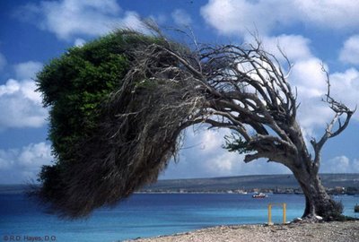 CUTE PICTURES: Amazing Trees Funny trees