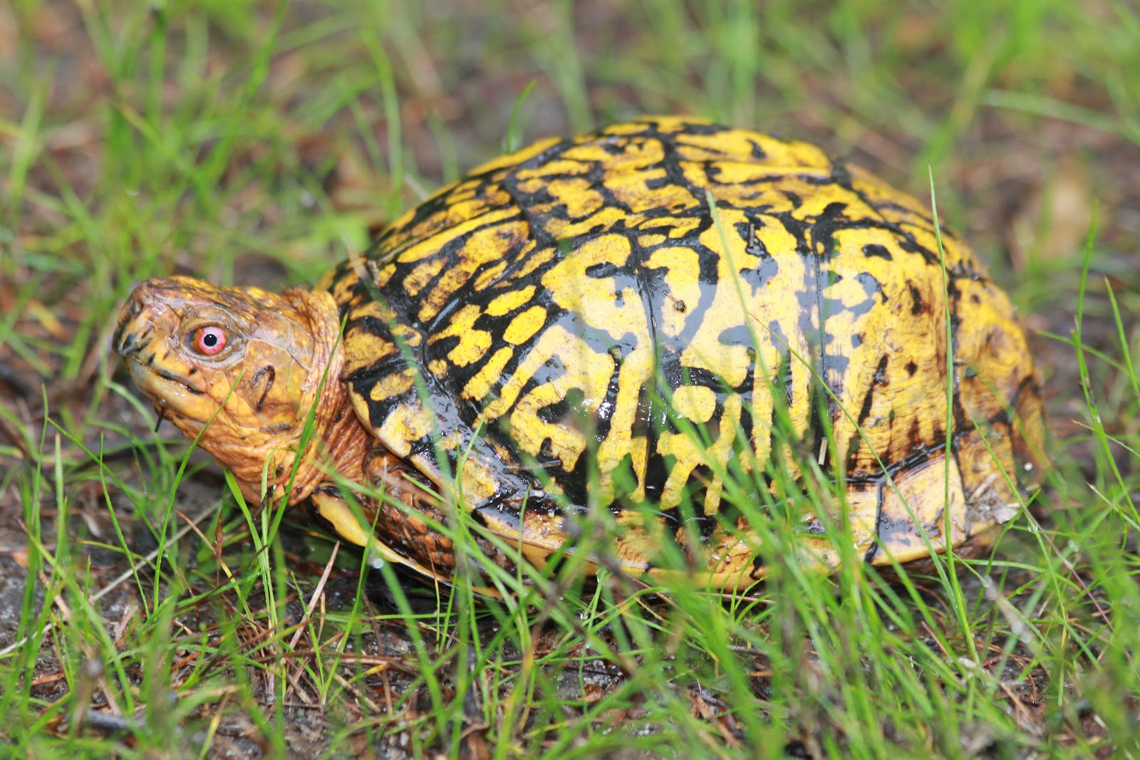 Connetquot in Pictures: Box Turtle