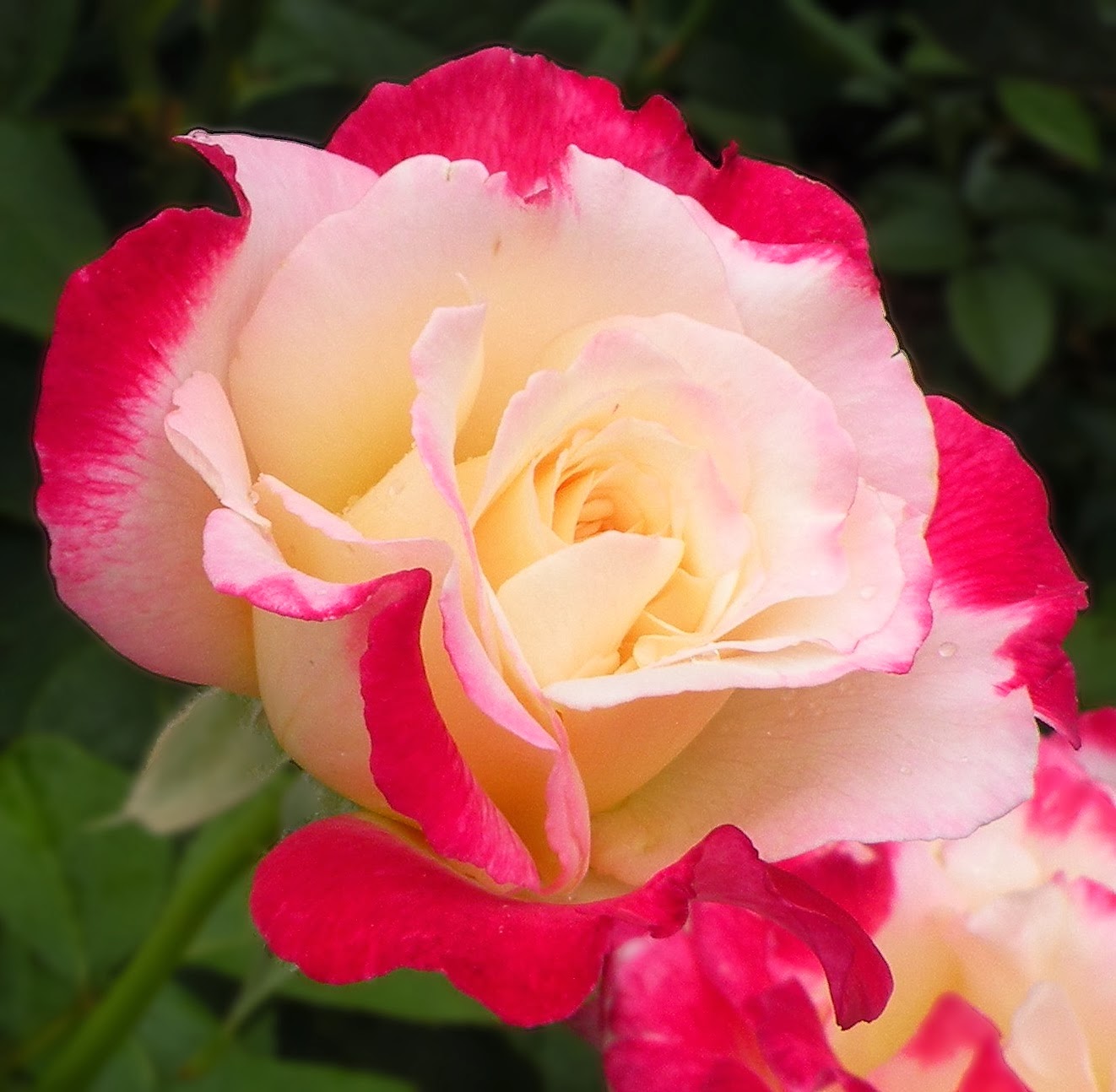 Coming Up Roses: Expert Rose Advice from Witherspoon Rose Culture ...