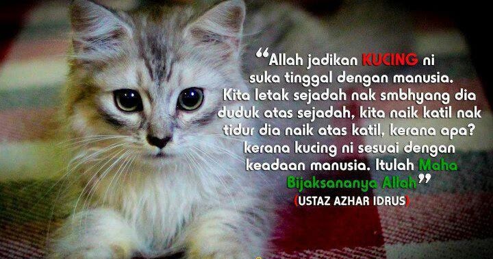 Kisah Kucing Kesayangan Nabi Muhammad SAW dan Keistimewaan Kucing Dalam ...