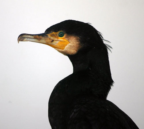 Espécie do mês de Janeiro: Corvo-marinho