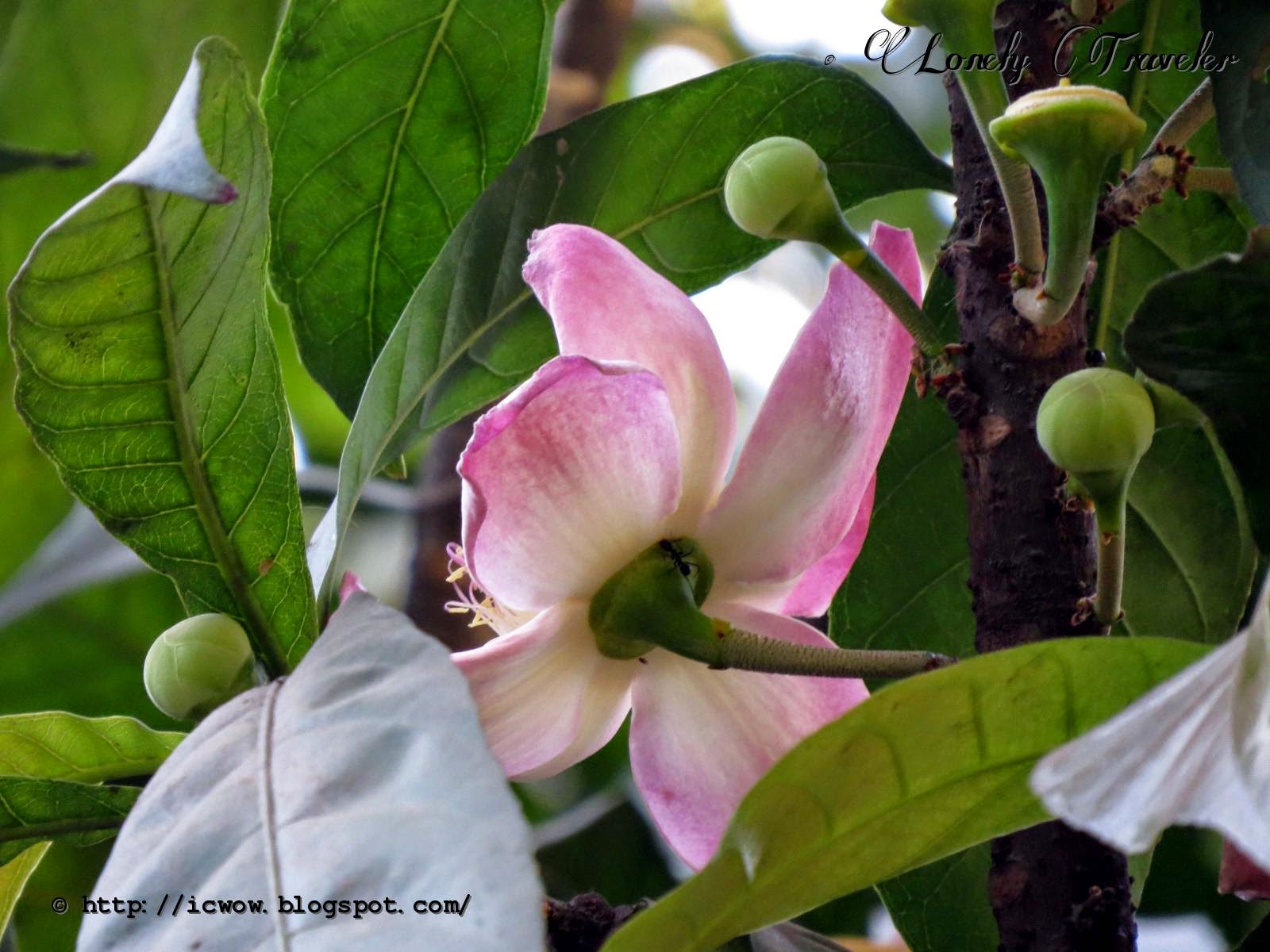 Majestic Heaven Lotus - Gustavia augusta