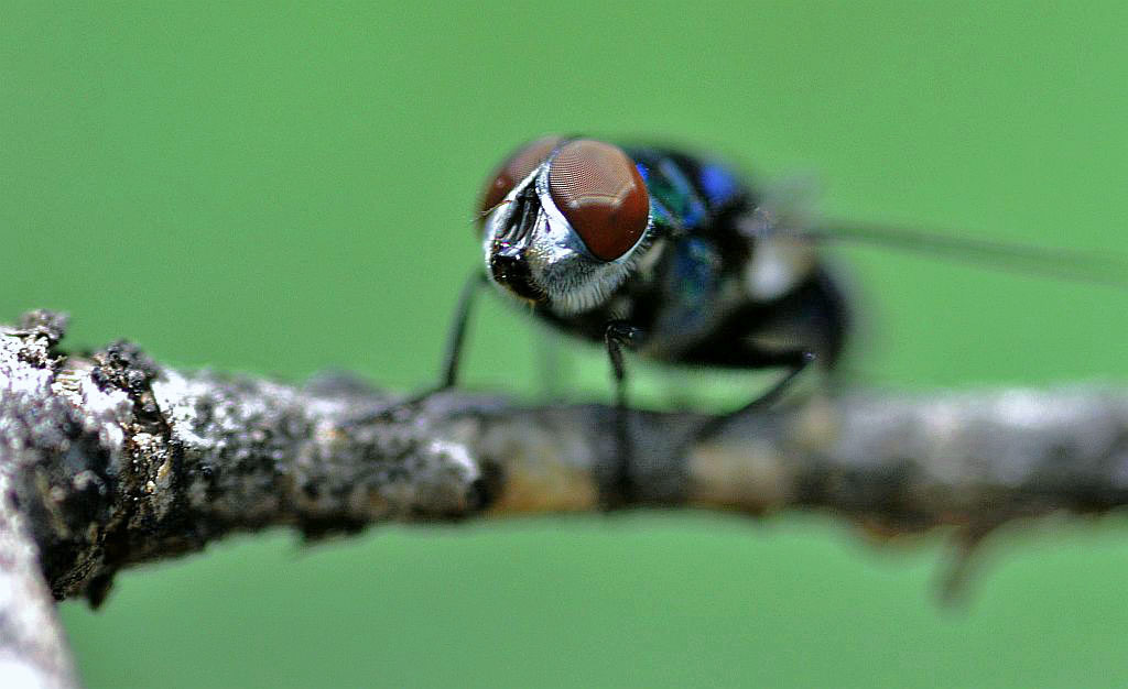 Elsen Karstad's 'Pic-A-Day Kenya': BLue-Bottle Fly Macro- Kenya