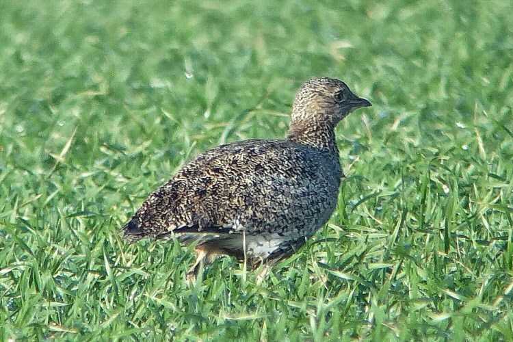 BRITISH BIRDING ASSOCIATION: An arrival of LITTLE BUSTARDS.....