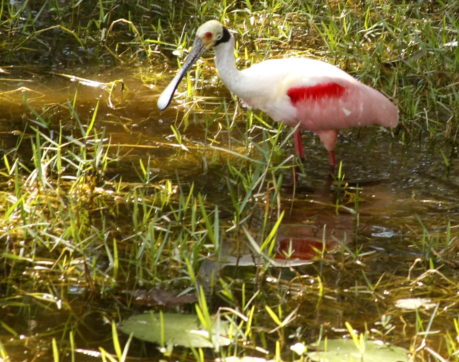 Miami Blue Butterfly