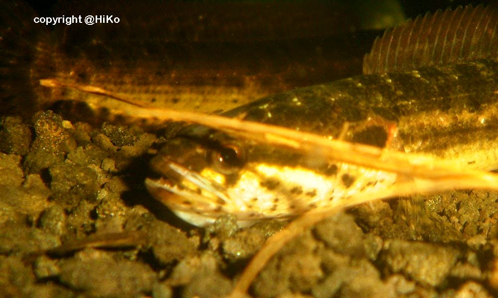 Mahamaya Hiko: Channa Bankanensis "Bangka snakehead" Profil dan cara ...