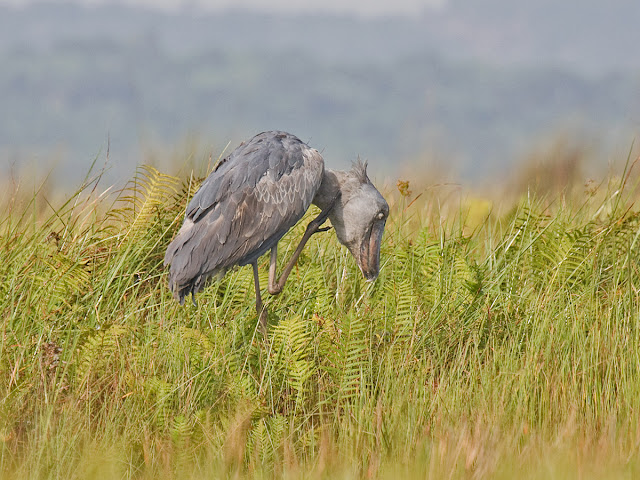 Shoebill | The Life of Animals