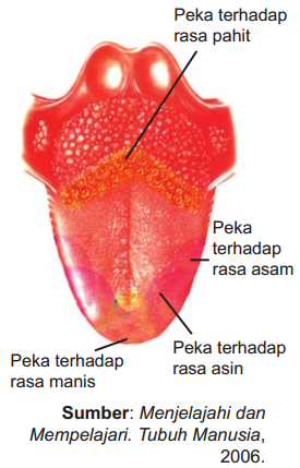 Pengertian | Manfaat | Lainnya: Fungsi Dan Pengertian Lidah - Alat ...