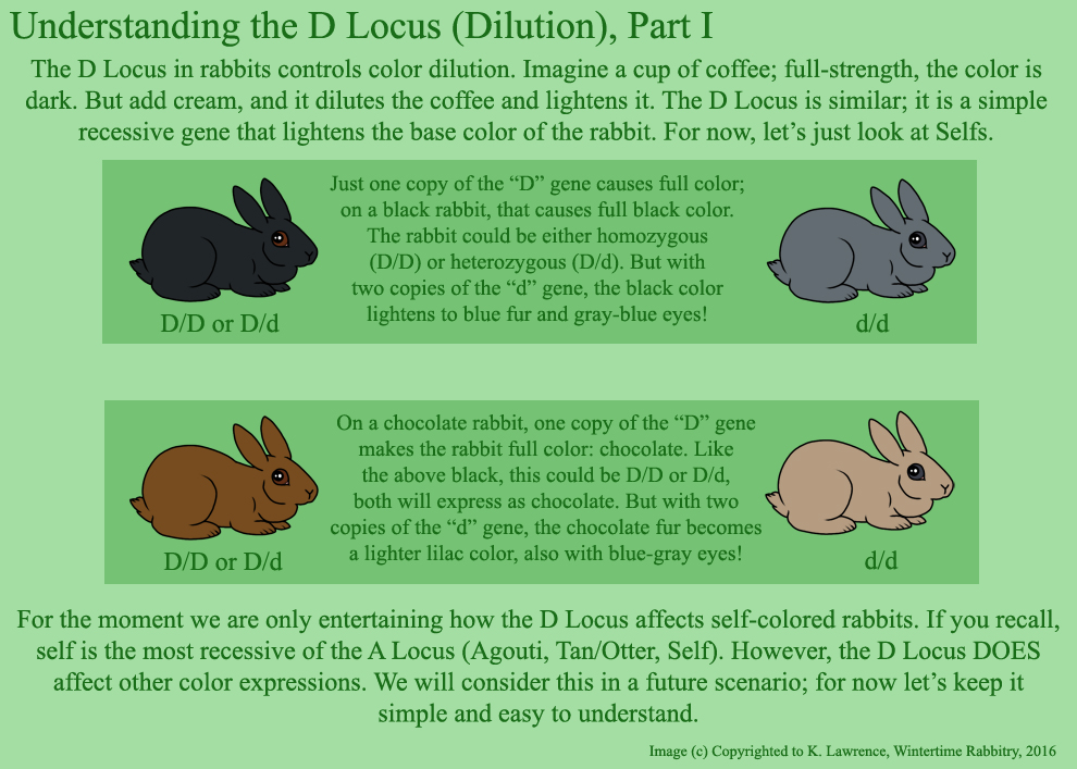 Rabbit Genetics And Musings: Cheat Sheet: Understanding the D Locus ...