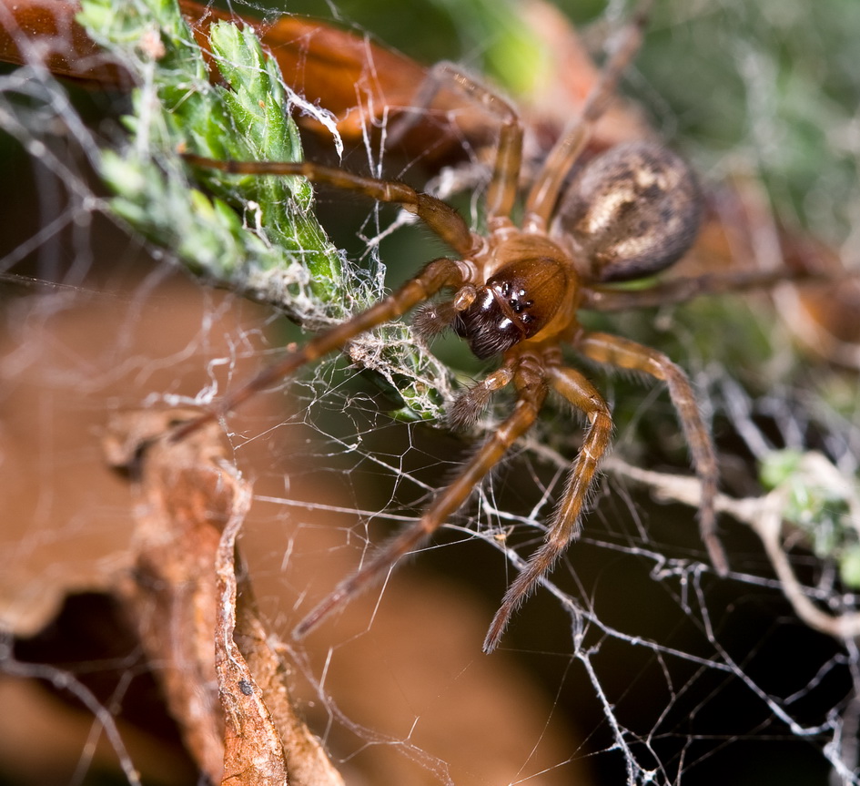 Wildwood Trust: An Introduction to Spider Ecology and Identification