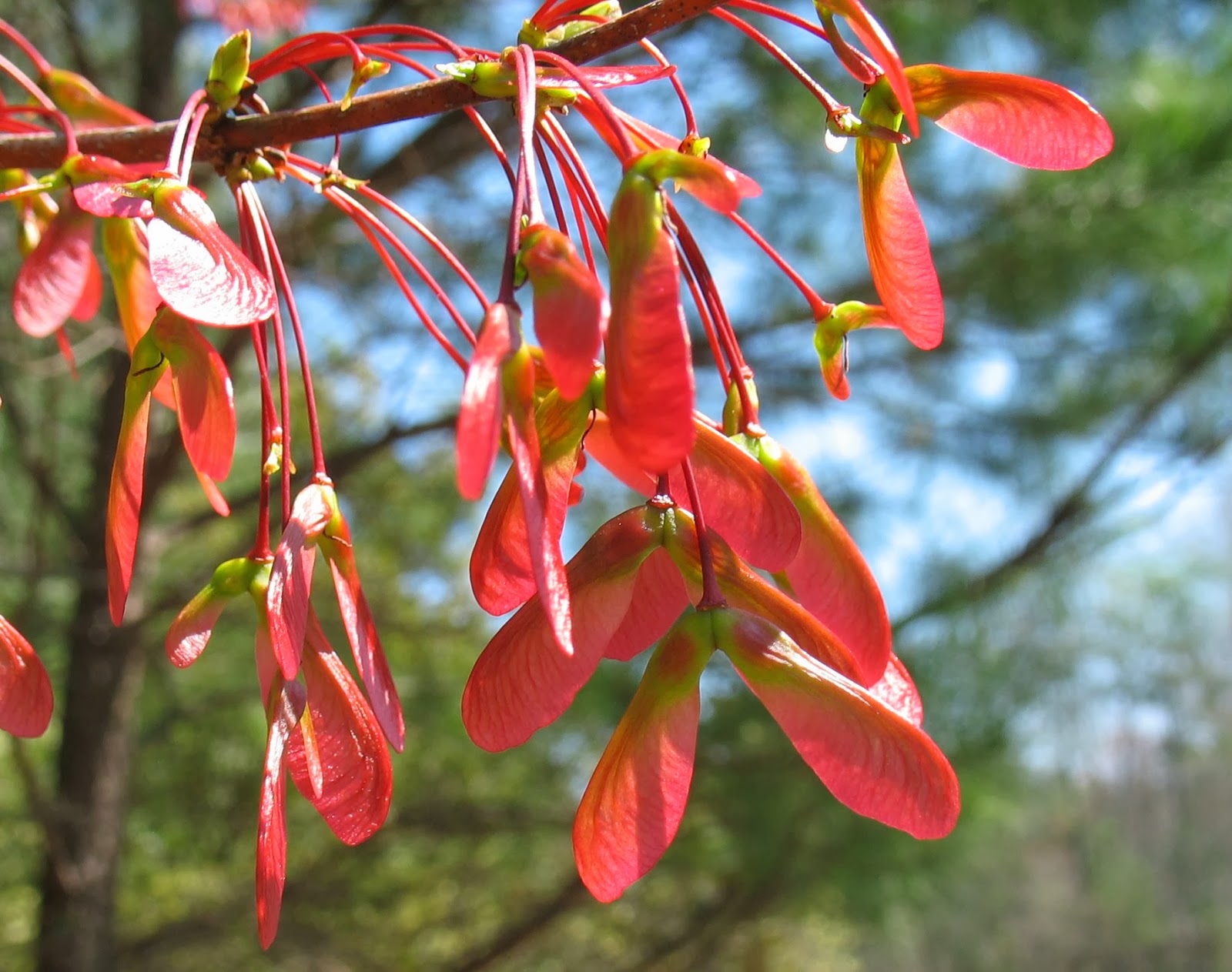 Using Georgia Native Plants Red Maple Takes A Chance Using Georgia Native Plants Red Maple Takes A Chance