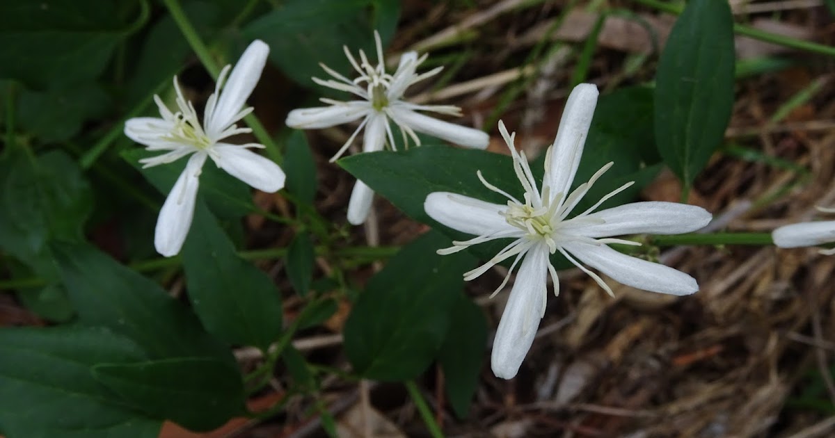 NixPixMix: WILD CLEMATIS