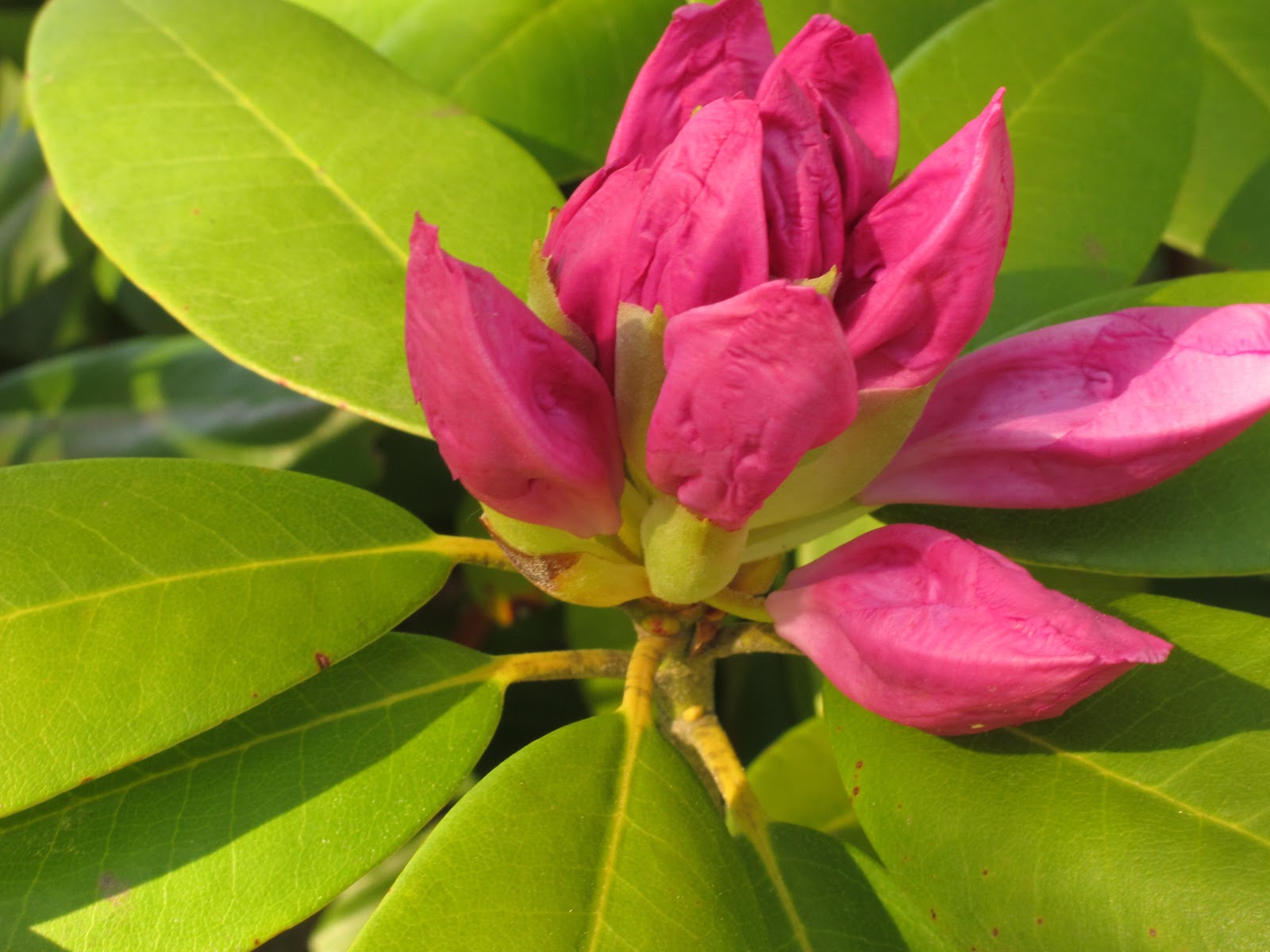A Year With the Trees: Catawba Rhododendron - Rhododendron catawbiense