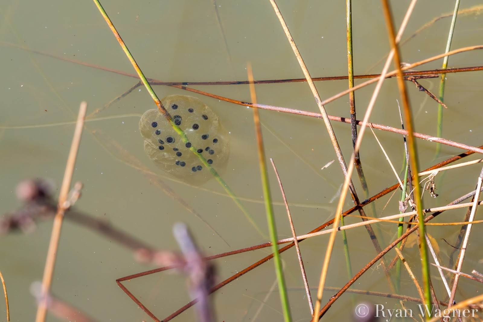 Field Life: Early Spring Egg Masses