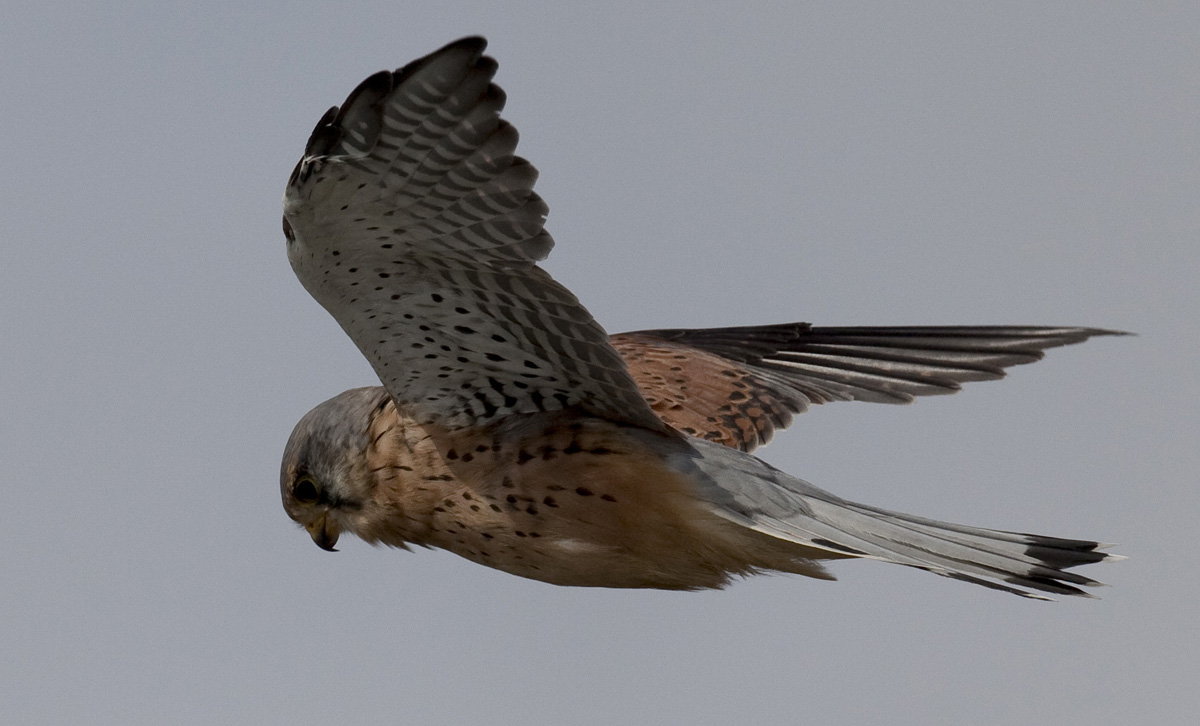Duhallow Raptor Conservation Project: Kestrel
