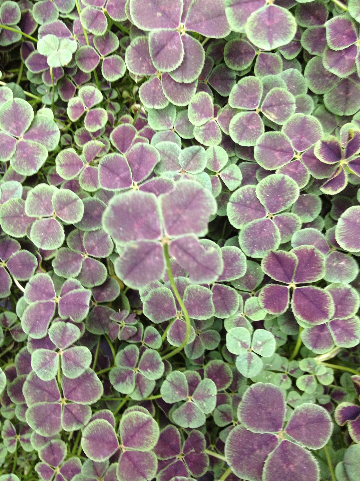 Draganasgarden: Djetelina sa cetiri lista