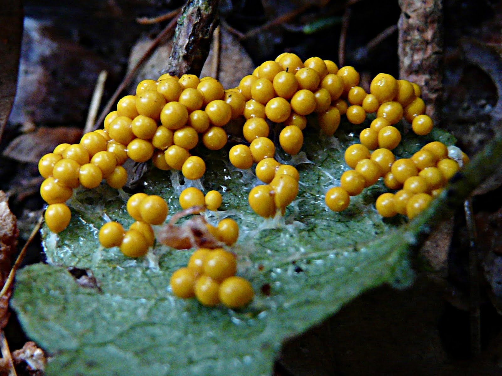 Martin Hodges' Wildlife Blog: Caspian and myxomycetes