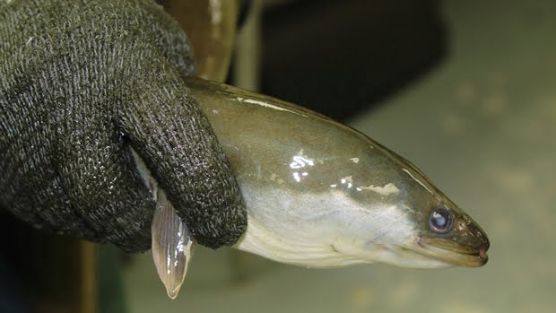 SOLYMONE BLOG: CANADIAN'S BIOLOGISTS HOPE TO SAVE EELS FROM ONTARIO DAMS