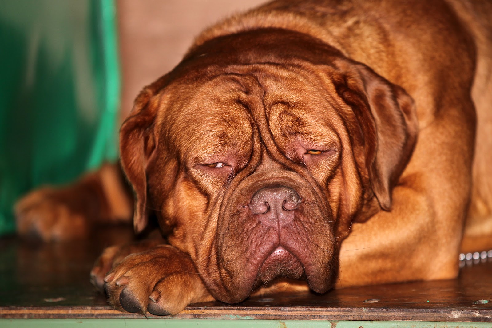 Pedigree Dogs Exposed - The Blog: Hot Dogues