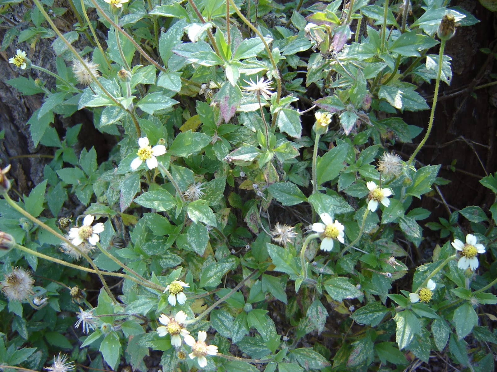 v e r d e c h a c o: Amor seco / Romerillo