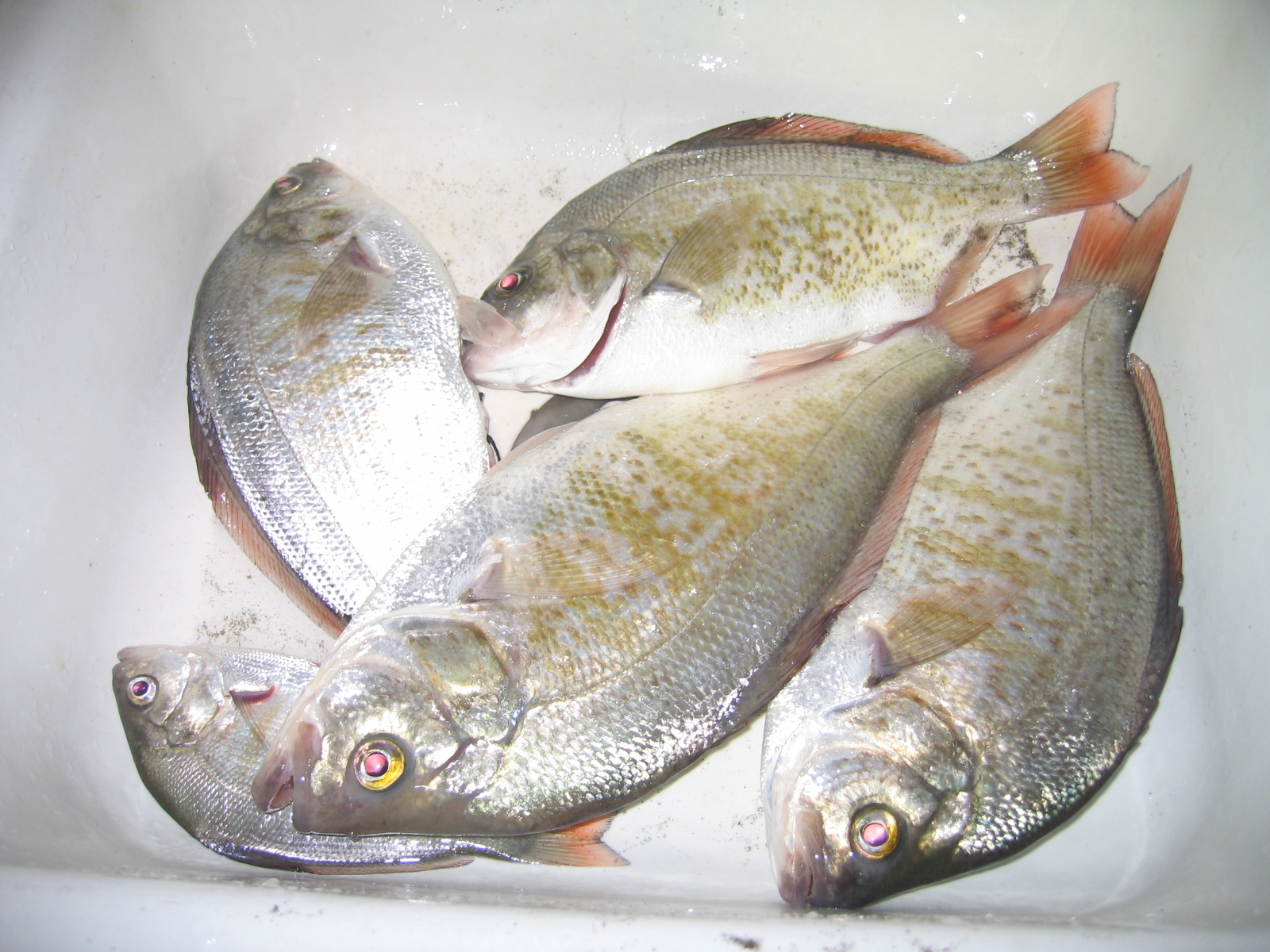 Go Fishing: SURF PERCH FISHING