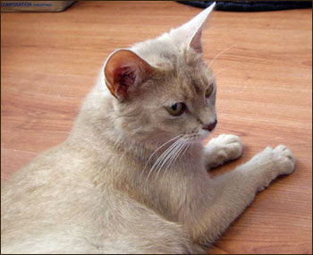 Encyclopedia of Cats Breed: Fawn Abyssinian Cat