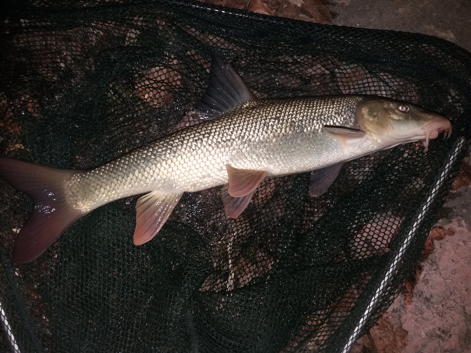 Mosoni Horgász: giliszta