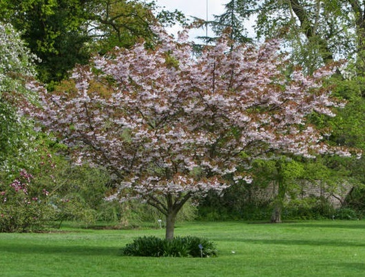 PRUNUS SHIROFUGEN |The Garden of Eaden