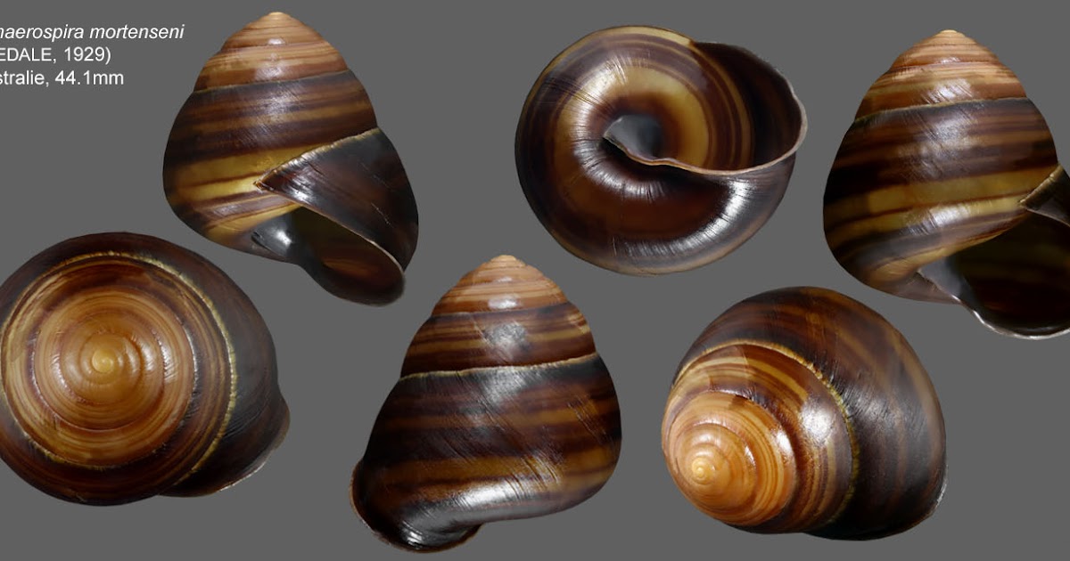 Variety of Life: Sphaerospira