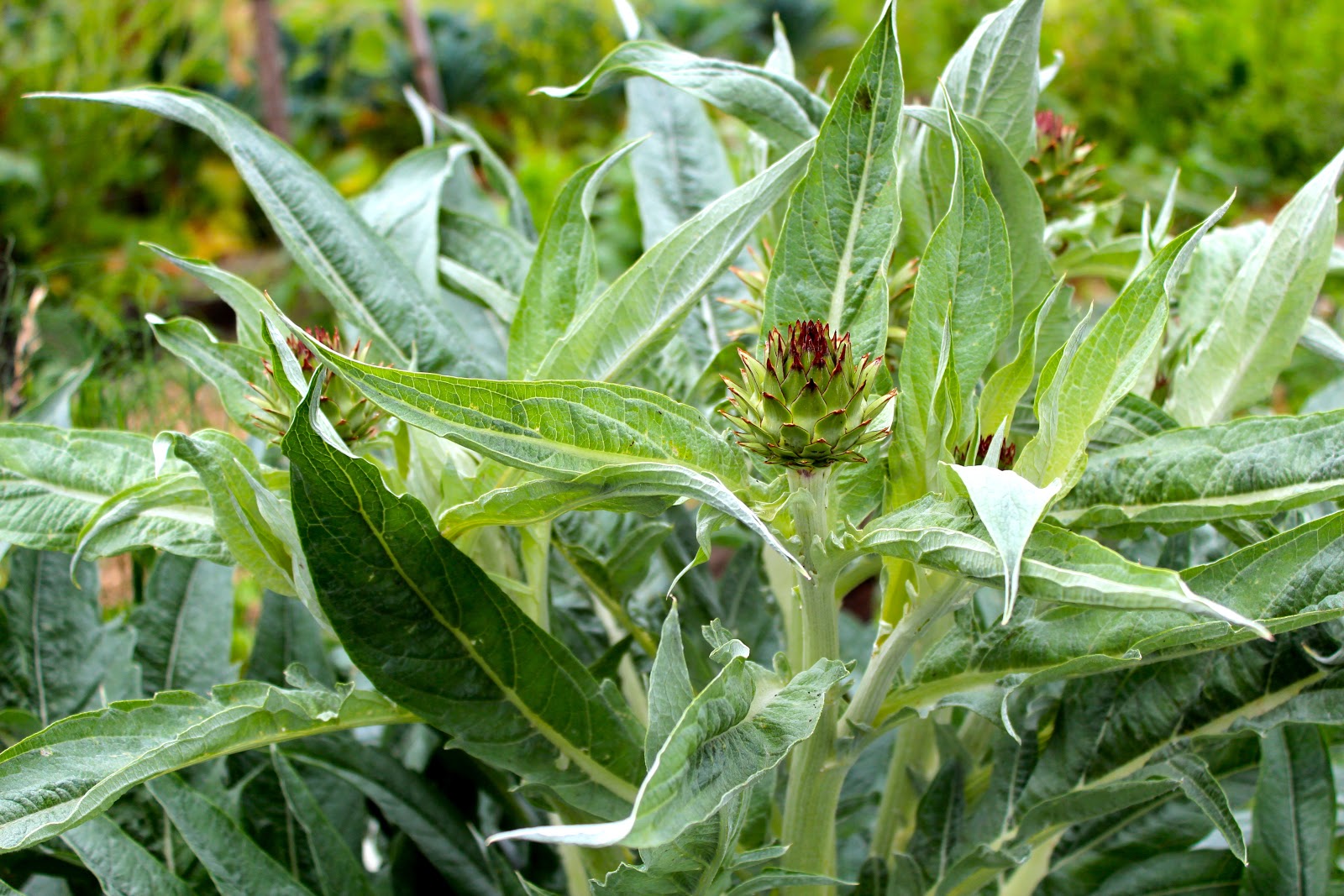 Florez Nursery: Cardoon, Cynara cardunculus