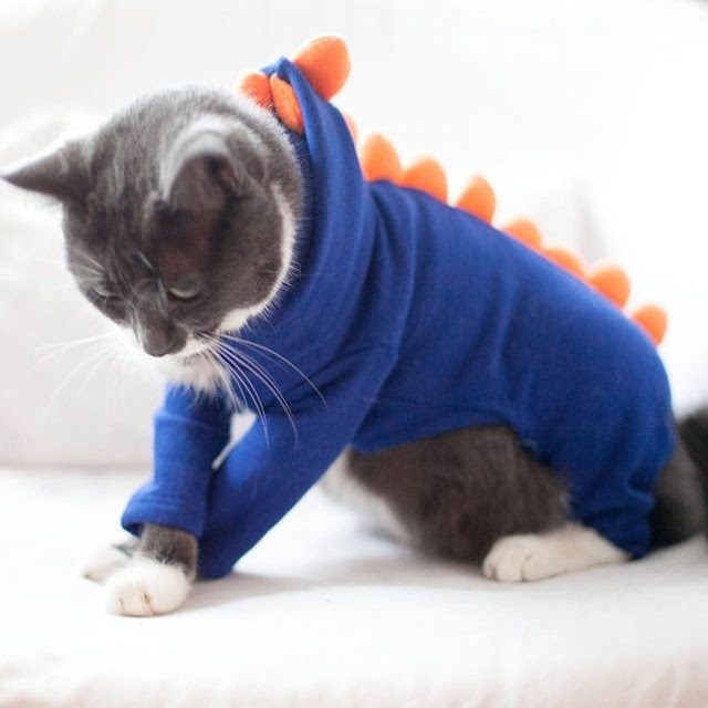 27 Cat Costumes That Will Make Your Day | Animals