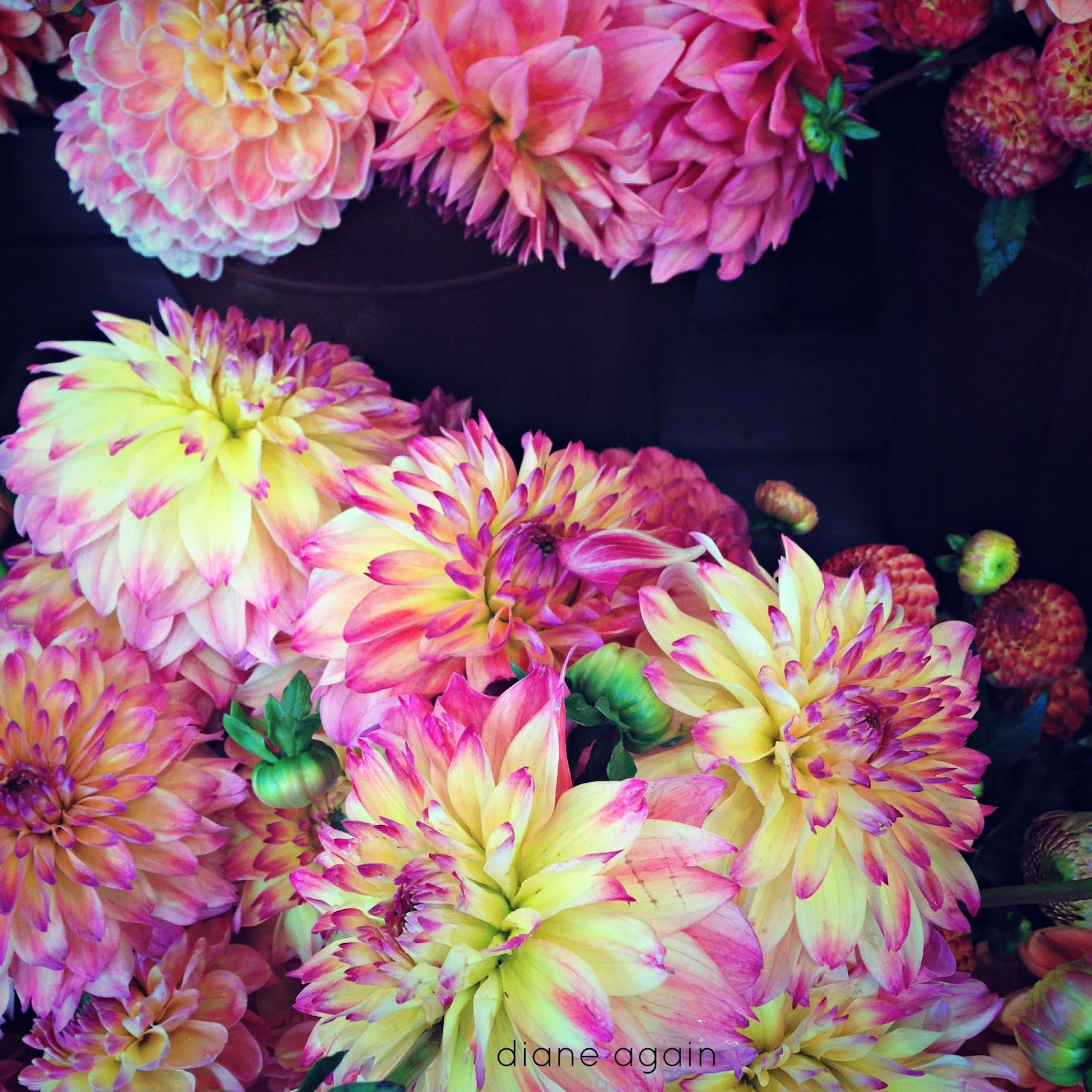 Diane Again: A Story About Dahlias