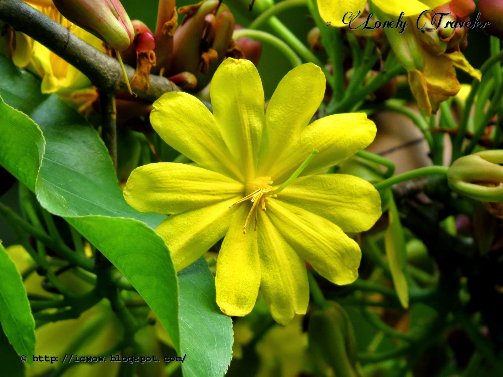 Konok Chapa - Ochna squarrosa