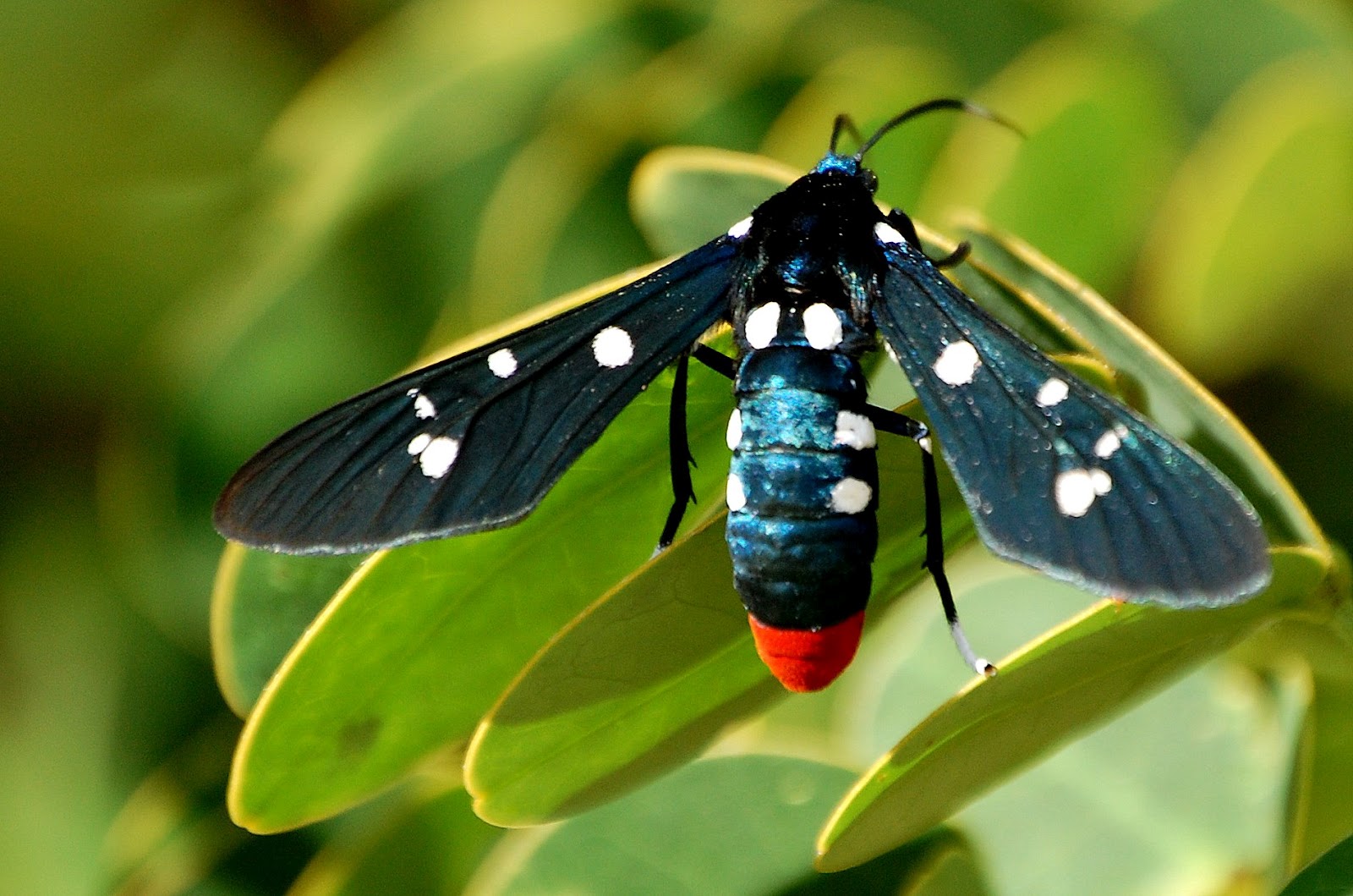 Field Notes and Photos: Polka-dot Wasp Moth