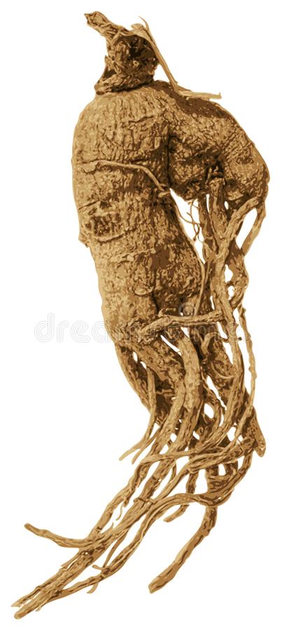 REGINA CIELI'S ART SHOP: Mandrake Root: Mandragora Officinarum