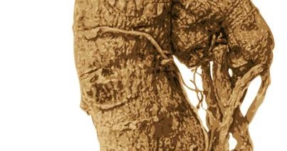 REGINA CIELI'S ART SHOP: Mandrake Root: Mandragora Officinarum