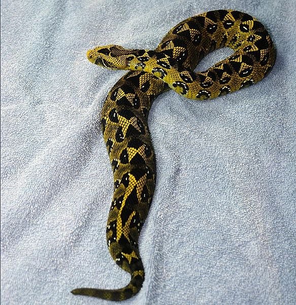 World Most Amazing Snakes In Photos | All Amazing