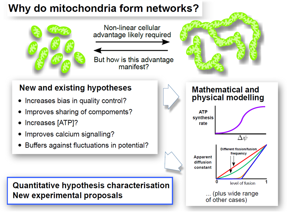 Systems and Signals Group: The function of mitochondrial networks