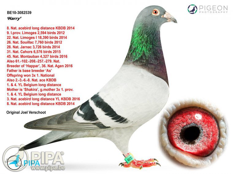 racing pigeons nieripigeons : Nuevo Record ARMANDO...final: Joël Verschoot