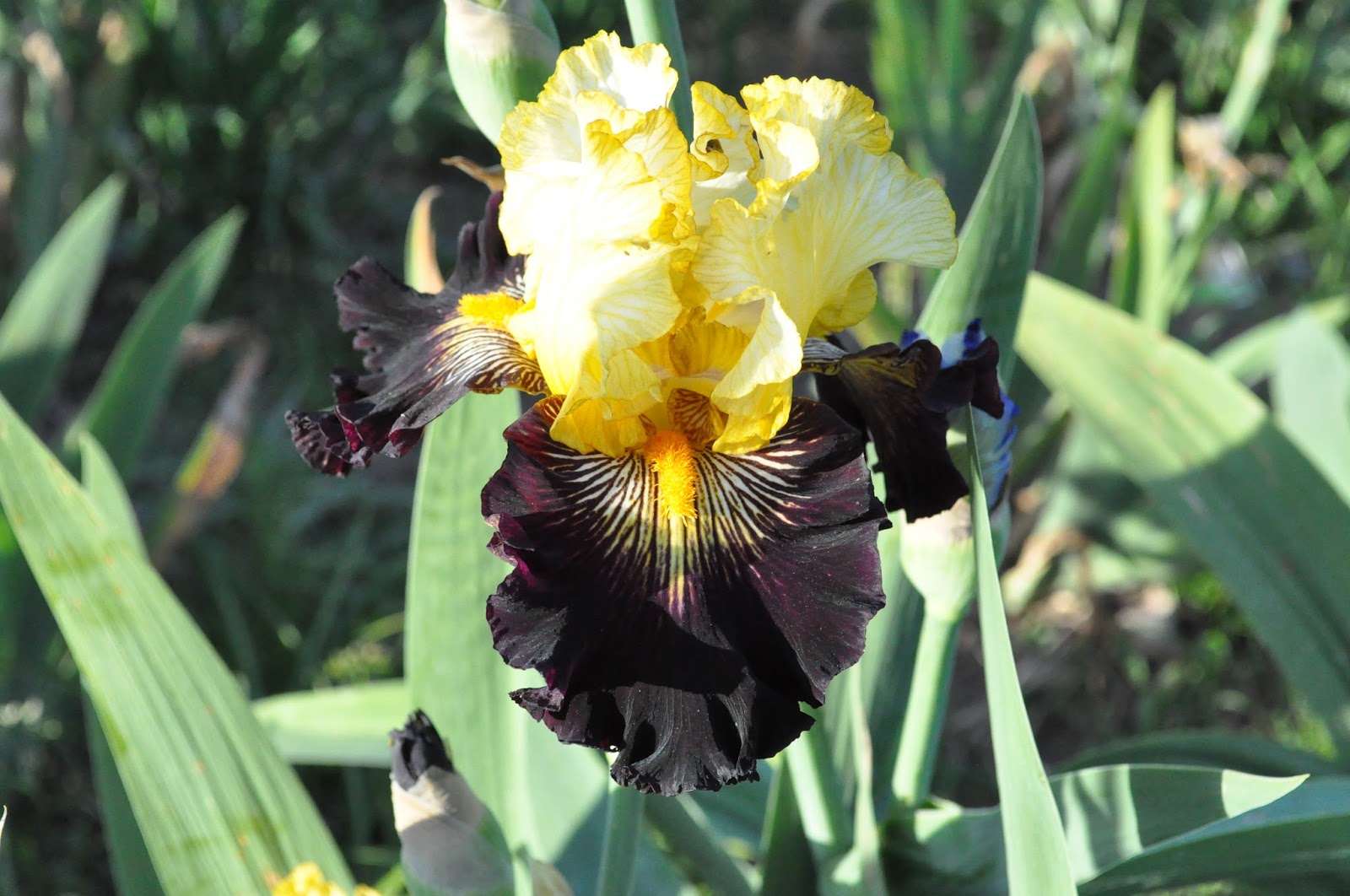 World of Irises: California Dreaming 3--Fleur de Lis Iris Garden