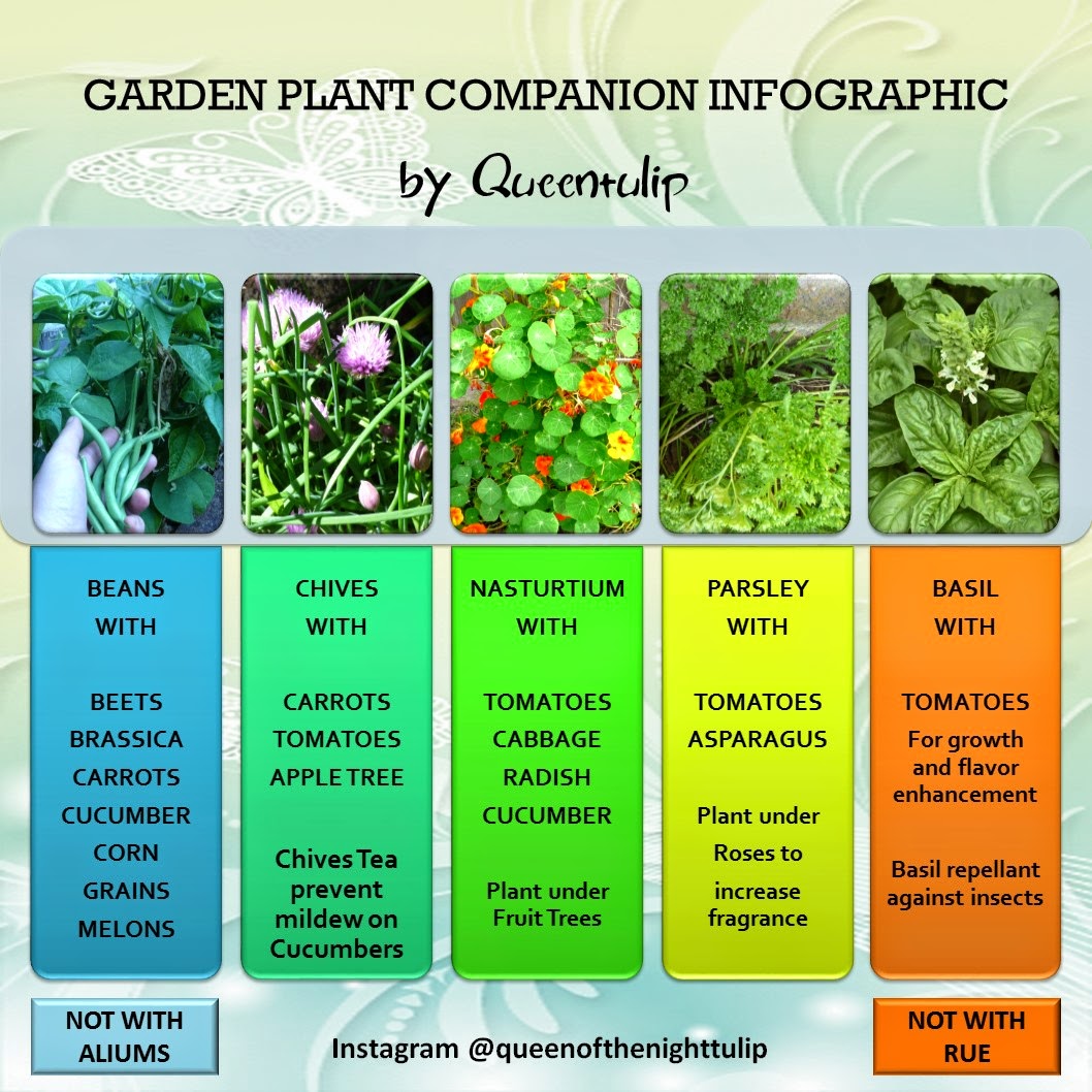 Garden Plants Companion Infographic | Queentulip